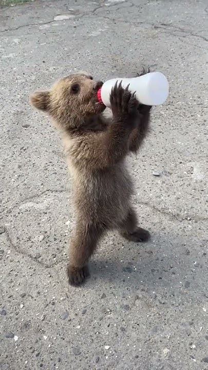 დათუნია Youtube