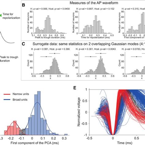 Two Distinct Cell Types In Macaque Prefrontal Cortex Broad And Narrow Download Scientific