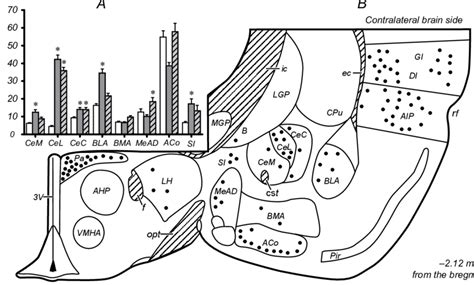 Diagrams Of The Mean Density Of Fos Immunoreactive Neurons In The