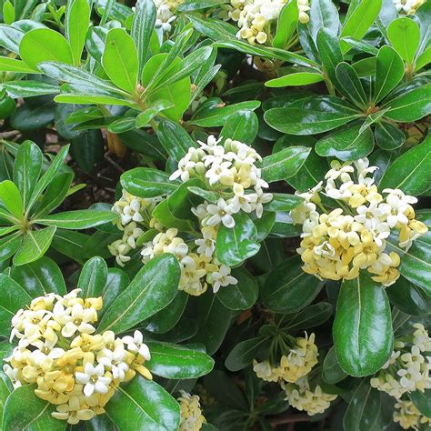 Pittosporum Tobira Urban Jungle Plant Nursery