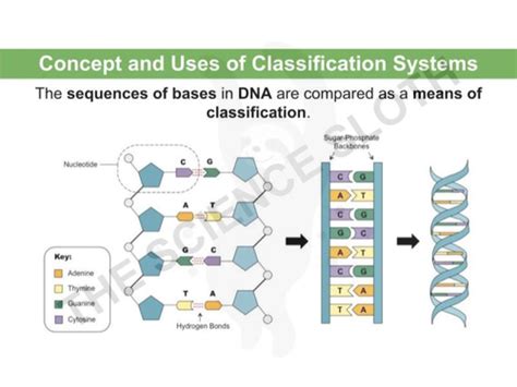 Concept And Uses Of Classification Systems Binomial System Comparing