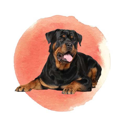 Euthanasia Consent Form Received Serene Passages