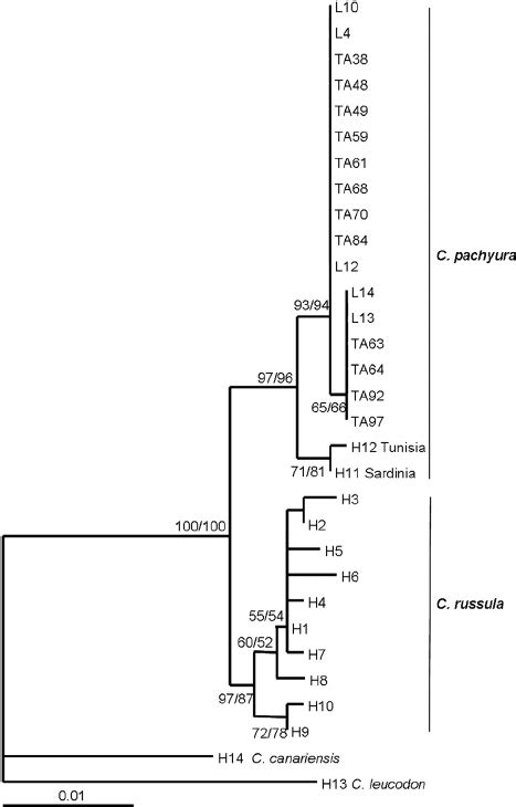 Maximum Likelihood Tree Gtrig Model Of Nucleotide Substitution For Download Scientific