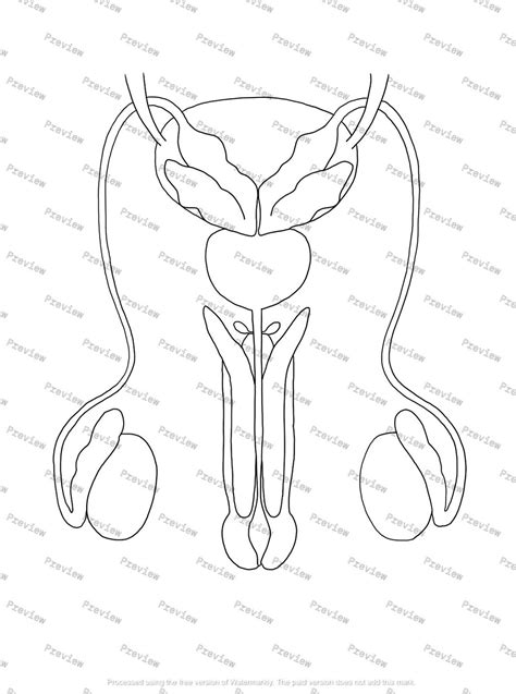 Male Reproductive System Anatomy Drawing — Black And White — Digital