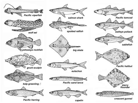 Marine Archives Juneaunature