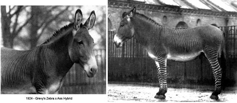 Hybrid Equines Donkeyass X Zebra