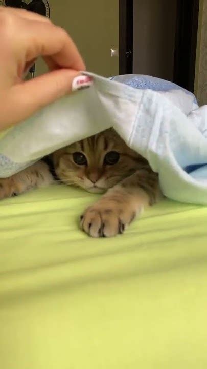 Fanny Cats6 Cats Shorts Youtube