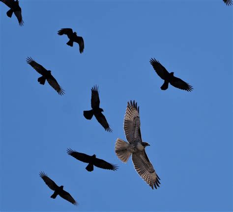 Hawk Being Attacked By Crows Smithsonian Photo Contest Smithsonian