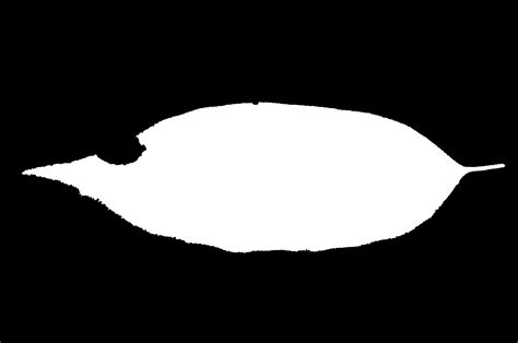 Matlab Segment Objectleaf Which Is On The White Paper Using Image