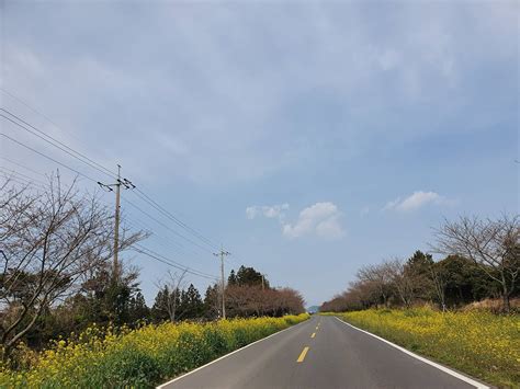 키움스포츠클럽 가시리 유채꽃 구경 가는 길부터 유채꽃 많이 피었네~ 유채꽃 가시리풍력단지