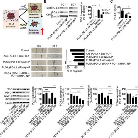 Migration And Cell Growth After Immune Checkpoint Silencing A An