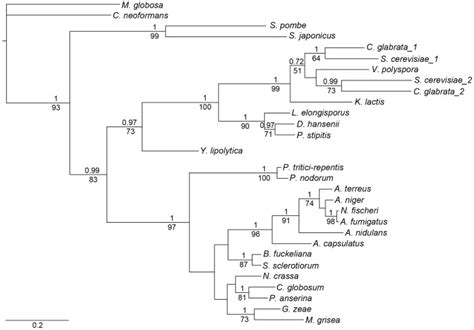 The Topology Of The Maximum Likelihood Tree Showed Comparable Results Download Scientific