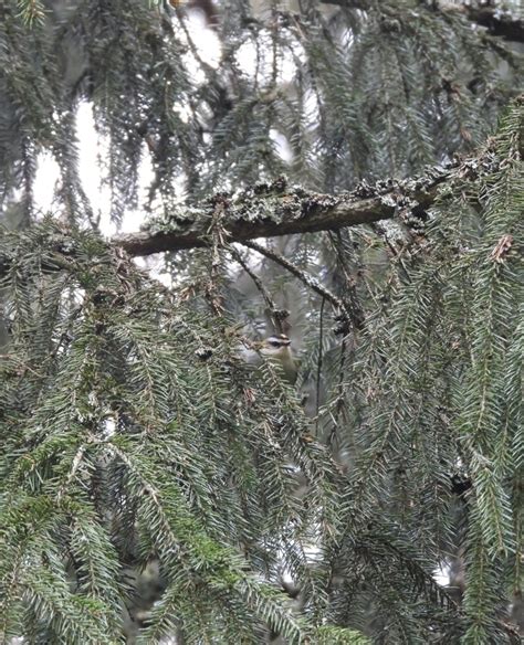 Common Firecrest From Докшицкий район Витебская область Беларусь On
