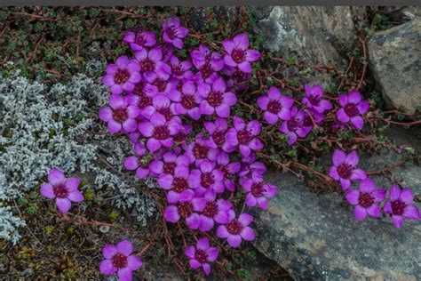 Plants Of The Tundra