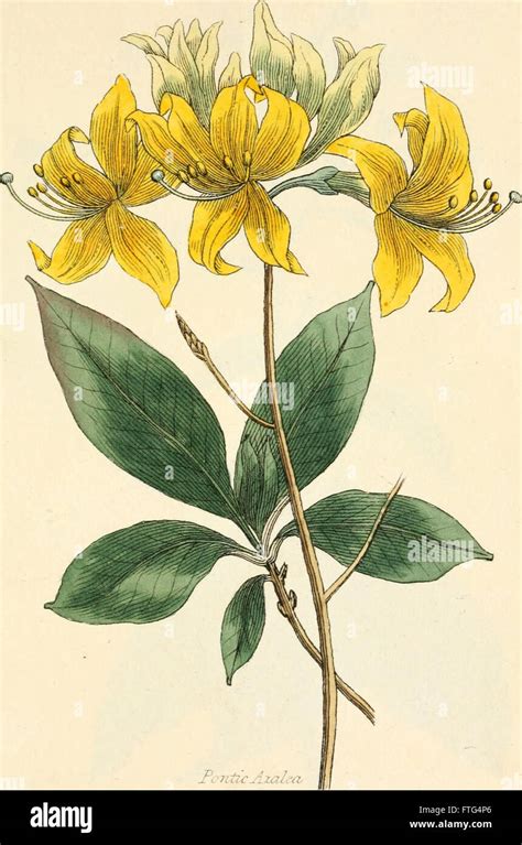 Elements Of The Science Of Botany 1812 Outlines Linnaeus System Of Plant Classification