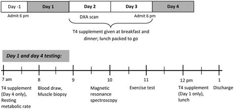 Experimental Protocol And Timeline Of Testing Procedures Download Scientific Diagram