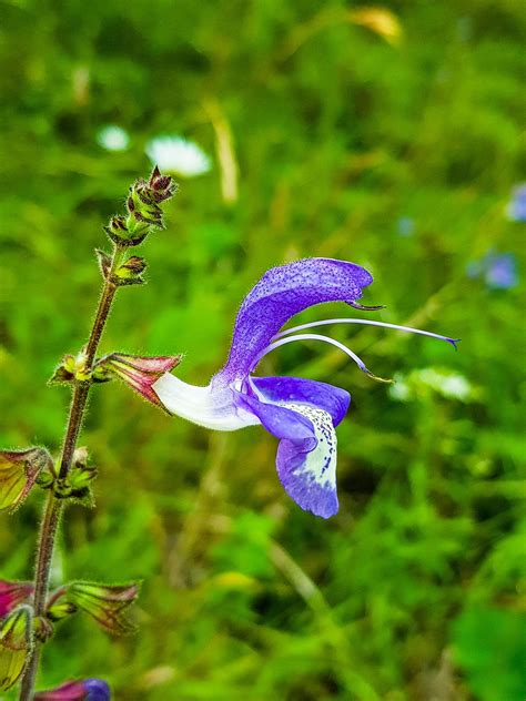 20000 Free A Satar And Letter A Images Pixabay