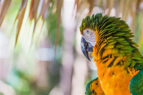 Catalina Ara Fotos Bilder Und Stockfotos Istock