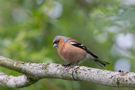Chaffinch Vs Bullfinch Full Comparison Guide Prep My Career