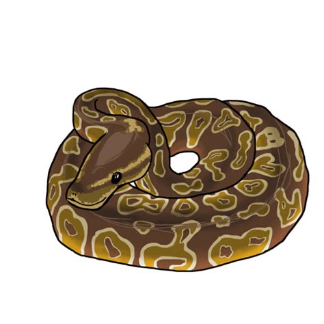 Ball Python GIFs Find Share On GIPHY