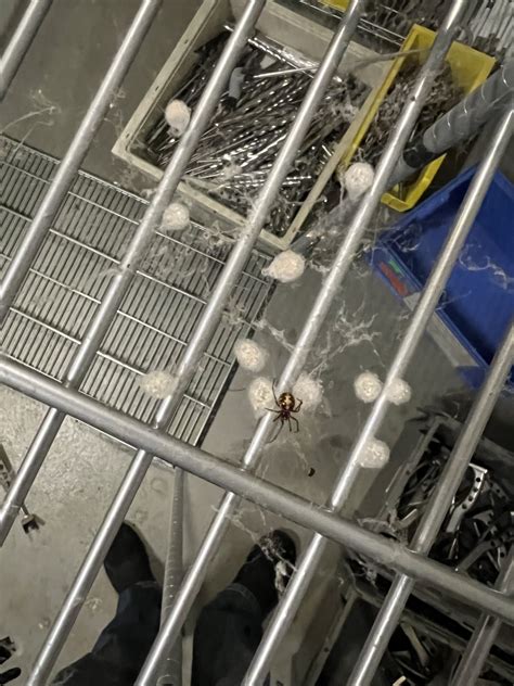 Female Steatoda Triangulosa Triangulate Cobweb Spider In Boston Massachusetts United States