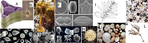 Biol 1030 Exam 1 Images Flashcards Quizlet