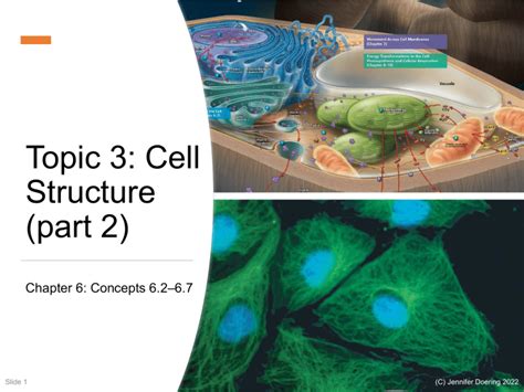 Lecture Cell Structure Pt