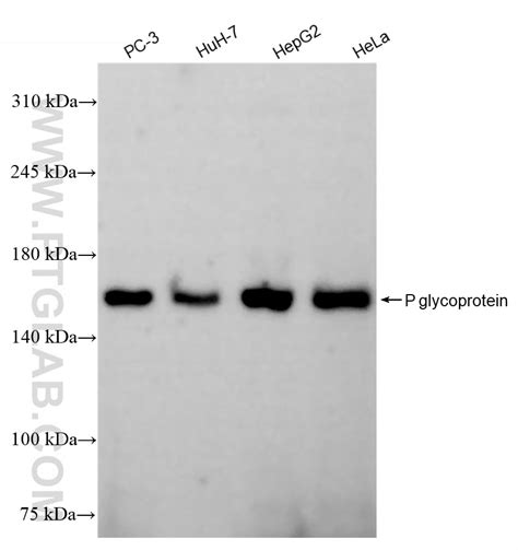 P Glycoprotein Antibody 84295 3 Pbs Proteintech