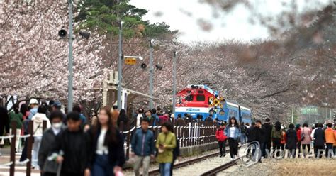 진해 경화역 벚꽃 활짝