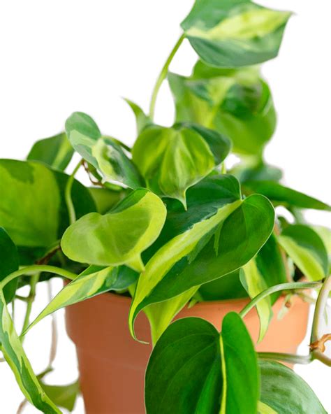 Philodendron Hederaceum Brasil Plant Care Livetrends Design Group