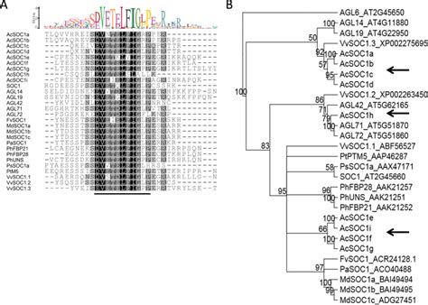 Functional And Expression Analyses Of Kiwifruit Soc1 Like Genes Suggest That They May Not Have A