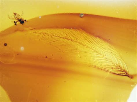Feathers Preserved In Amber Reveal Colorful Fluffy Dinosaurs Live Science