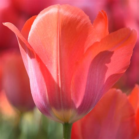 Tulip Orange Van Eijk Darwin Hybrid Tulips Gee Tee Bulbs Uk
