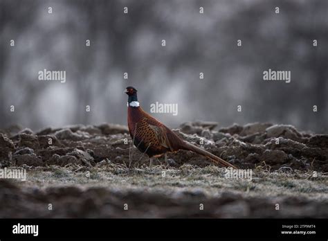 Common Pheasant During Mating Season Flock Of Pheasants With Dominant Male Spring In Europe