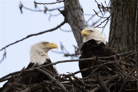Nesting Eagle Pair Backcountry Gallery Photography Forums