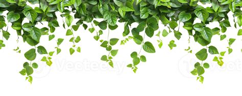 Green Leaves Hanging From Branch Illustration 47522355 Png