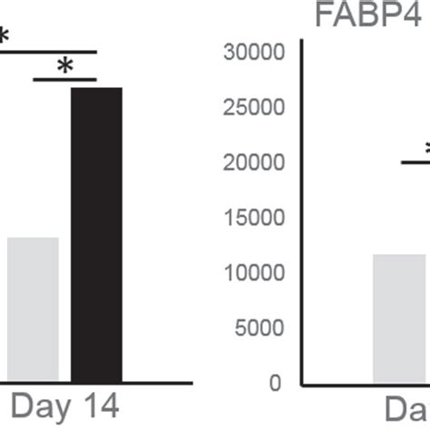 Gene Expression Of Adipocyte Genes Pparg And Fabp4 In 2d And 3d After 7