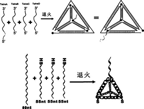Electrochemical Detection Method For Dna Three Dimensional