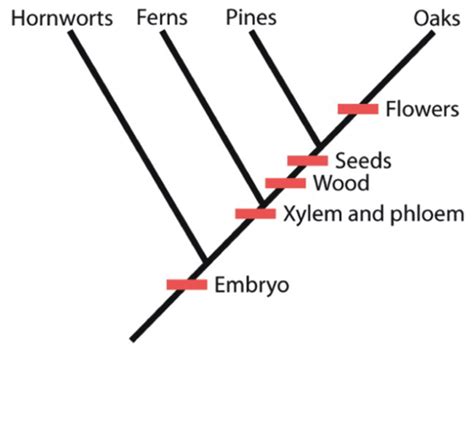 Medicinal Botany Final Exam Flashcards Quizlet