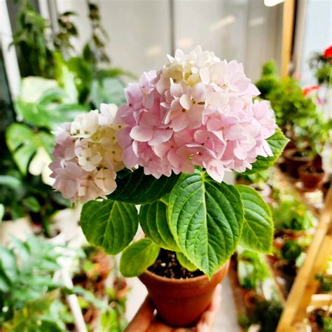 Elpis2016 ⭐️ 엘피스가든의 앤드리스썸머 수국 삽목이~ 춥파춥스의 상큼한 사탕 느낌으로