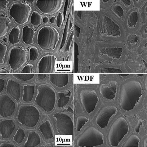 microstructures and polymer distribution analyzed by sem for different