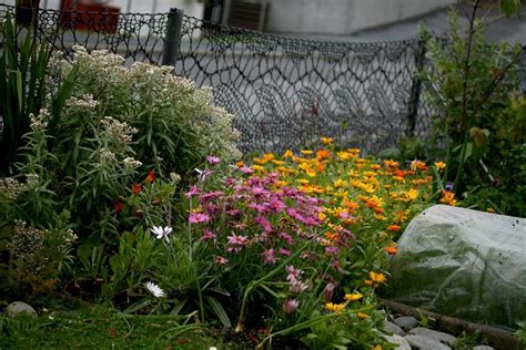 Anne Eunsons Artistry Front Garden Shetland Garden Fence