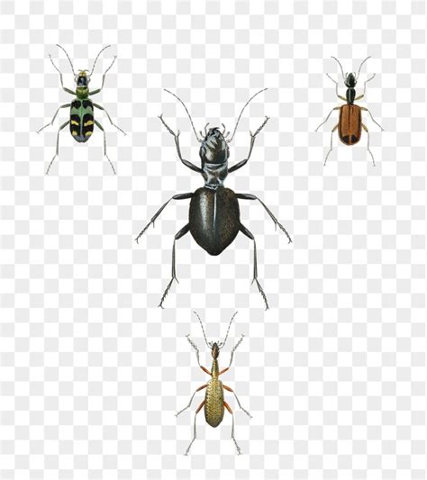 Vintage Bug Png Set Remix Free Png Rawpixel