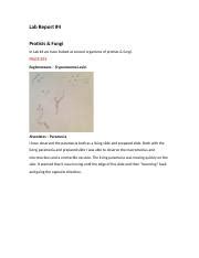 LabReport4 Docx Lab Report 4 Protists Fungi In Lab 4 We Have Looked At Several Organisms