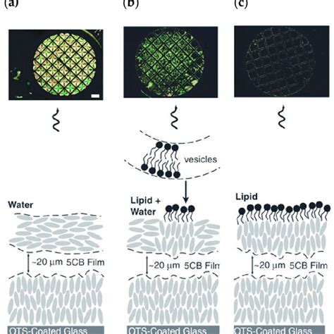 A Polarized Optical Microscopy Images And The Schematic