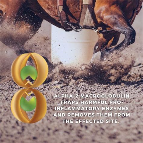 How Is Alpha 2 Macroglobulin Different From A Steroid A2m Is Referred To As The Anti