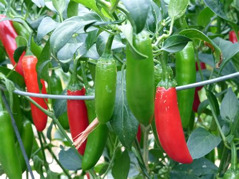 Red Serrano Pepper