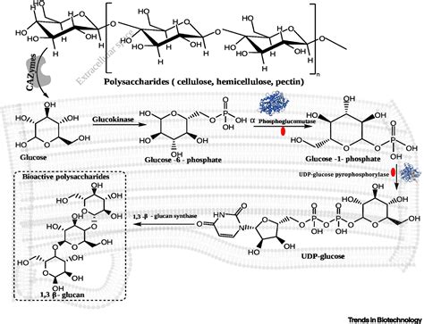 Developing Ganoderma Lucidum As A Next Generation Cell Factory For Food