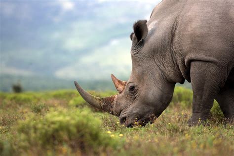 Endangered Rhino Conservation Endangered Rhino Conservation