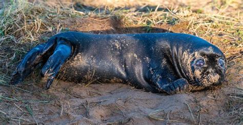 Hes Absolutely Gorgeous Video Captures The Rare Black Seal That